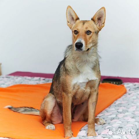 Собачка Лисичка