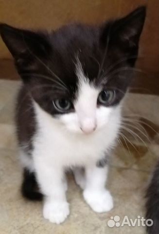 Котенок Морис