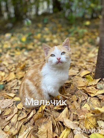 Красивые котята подростки