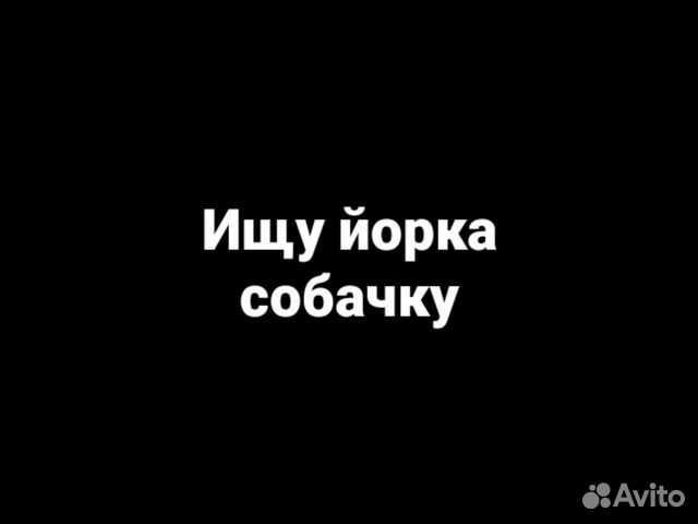 Йоркширский терьер щенки