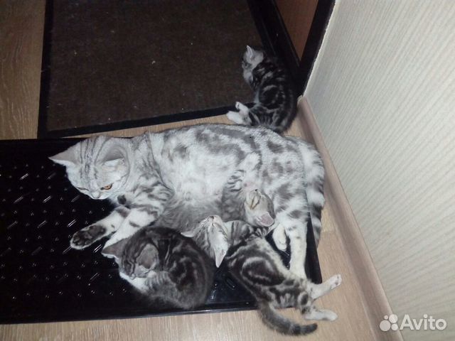 Отдам 3 х котиков в добрые руки