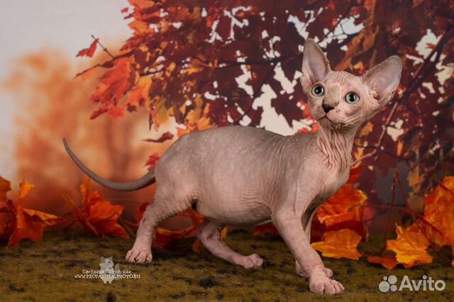 Канадский клубный котик Ванечка)