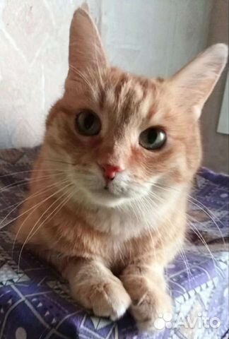 Глухой кот тоже имеет право на семью
