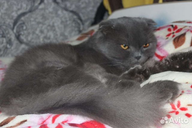 Шотландская вислоухая