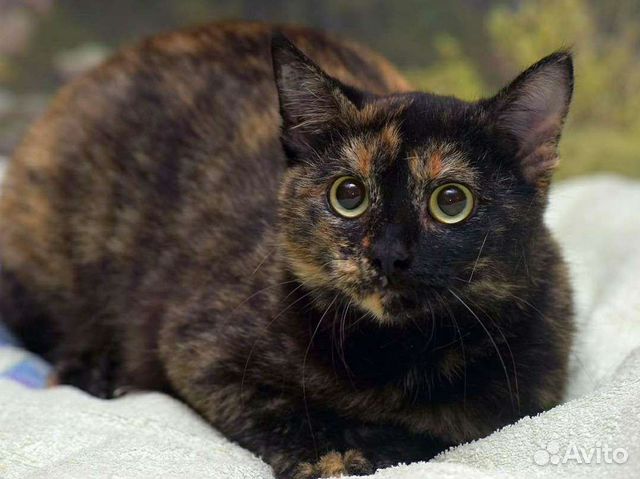 Черепаховая красотка Рагнильда нуждается в вас