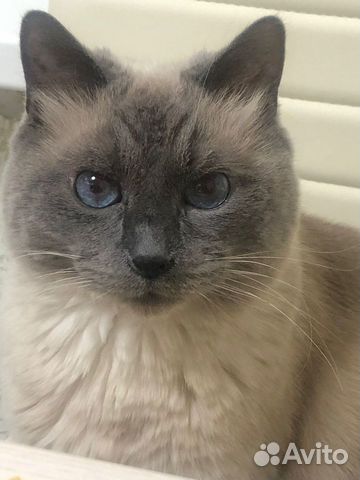 Котик в добрые руки