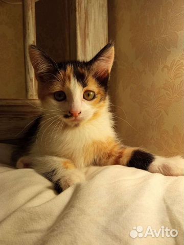 Котёнок девочка Пятнышко