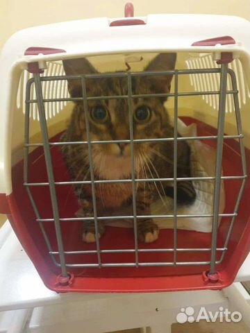 Передержка и дом