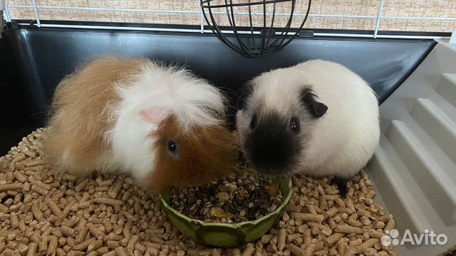 Морские свинки