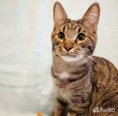 Кот Майлав, кастрирован, 7 месяцев в дар
