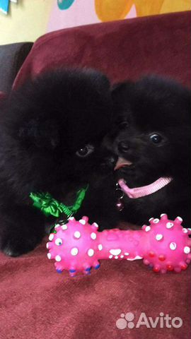 Шпицулечки