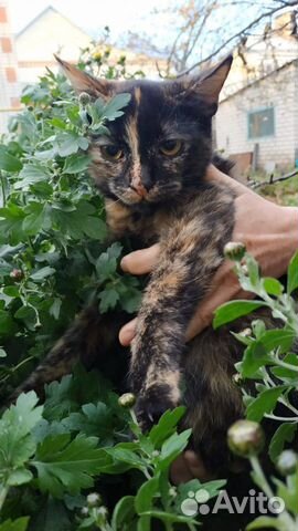 Отдадим котенка