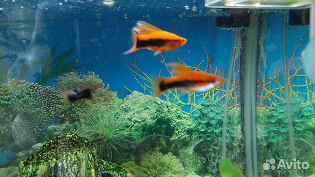 Отдам 2 меченосца 'Берлинцы"