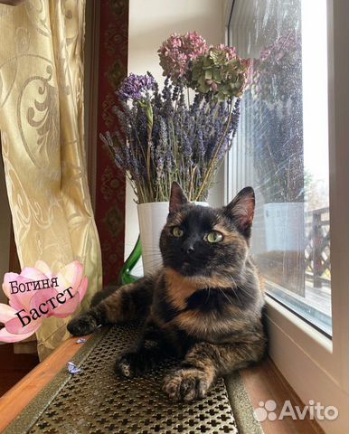 Богиня Бастет ищет семью