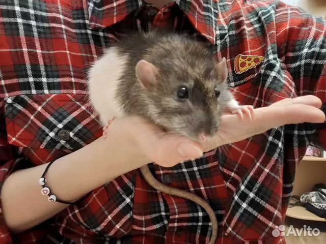 Домашние животное крыса