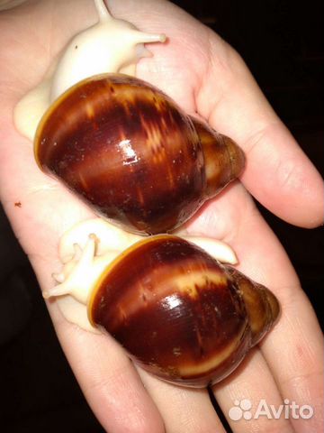 Улитка Архахатина паулаэрти