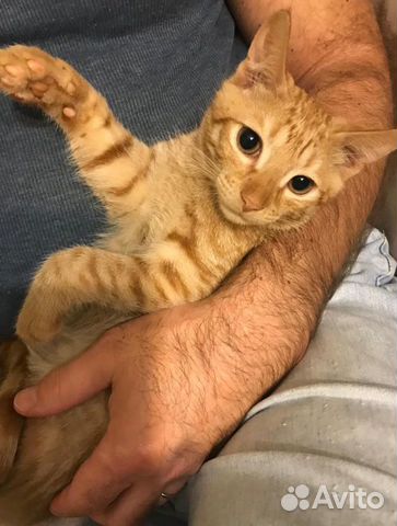 Кошки