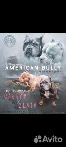 Американский булли