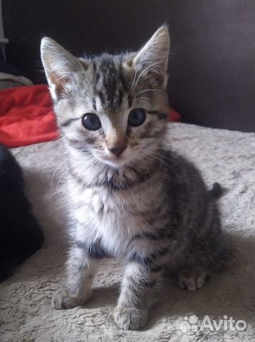 Настоящий Кот Матроскин