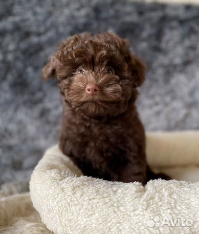 Щенки йоркипу