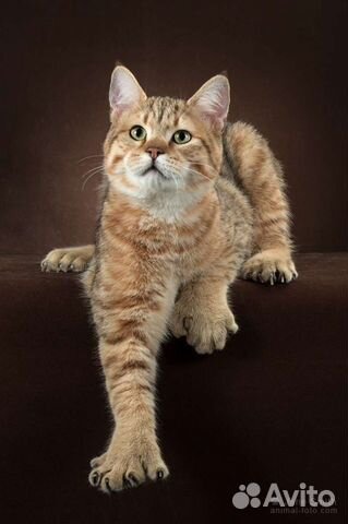 Пиксибоб котятта