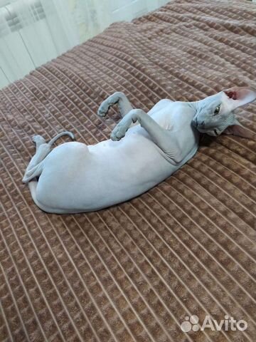 Донской сфинкс бесплатно