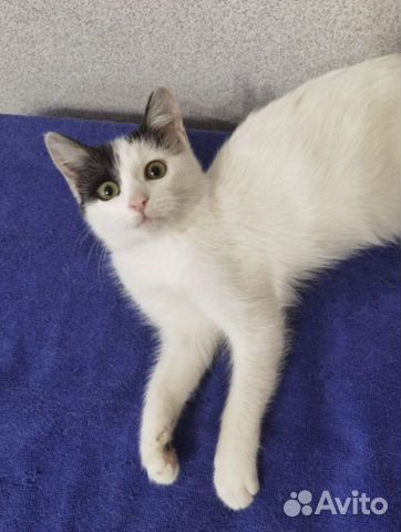 Ласковый Котёнок в семью