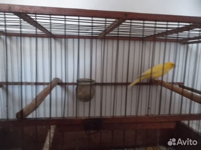 Канарейка кенор