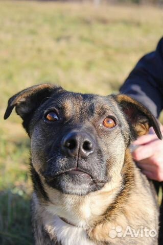 Не дайте ему погибнуть в клетке приюта