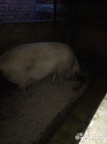 Свиноматка