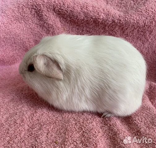 Морская свинка Селф, мальчик 1 мес