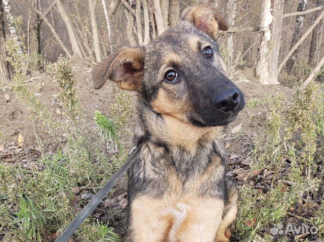 Смешной щенок Обаяшка