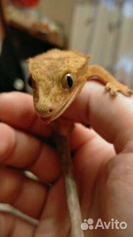 Реснитчатый бананоед