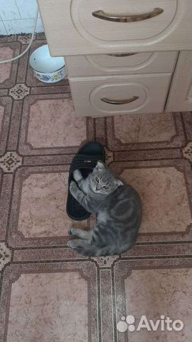 Шотландка