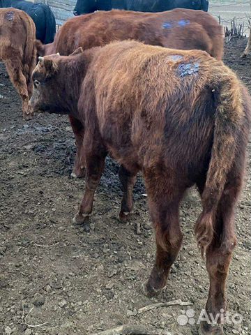 Бычки и быки