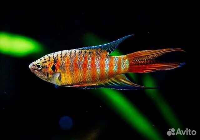 Рыбки, макропод райская рыбка