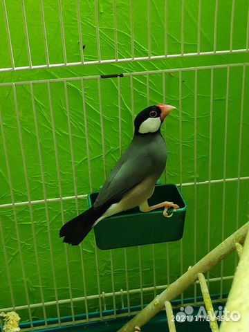 Рисовая амадина