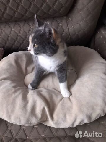Котята
