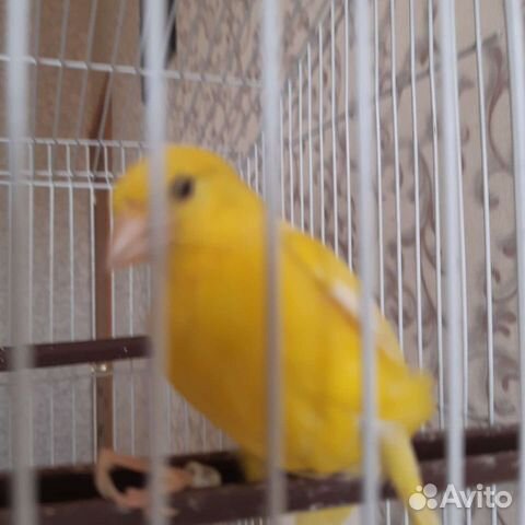 Кенара и канарейки