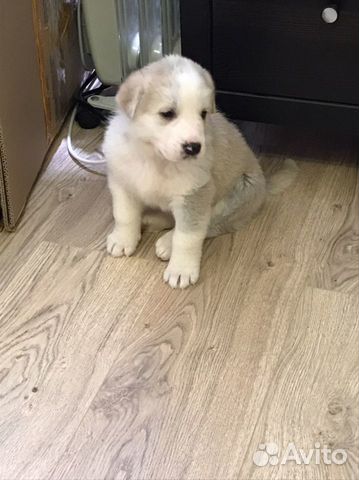 Щенок в добрые руки бесплатно
