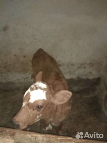 Бычки и быки