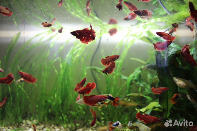 Рыбка петушок