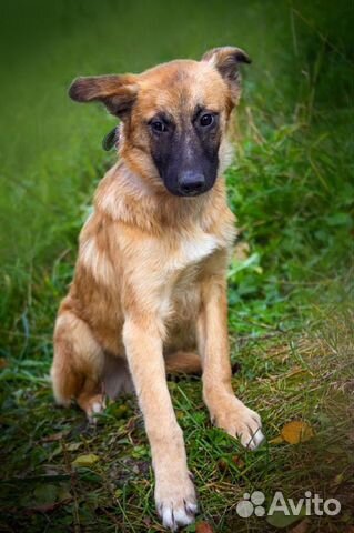 Метис Бельгийской овчарки Марти