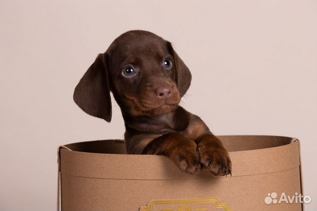 Chocolate mini Boy/Шоко мини-миник:)