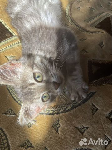 3-х лапый котик Чудик