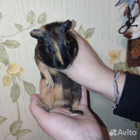 Морская свинка