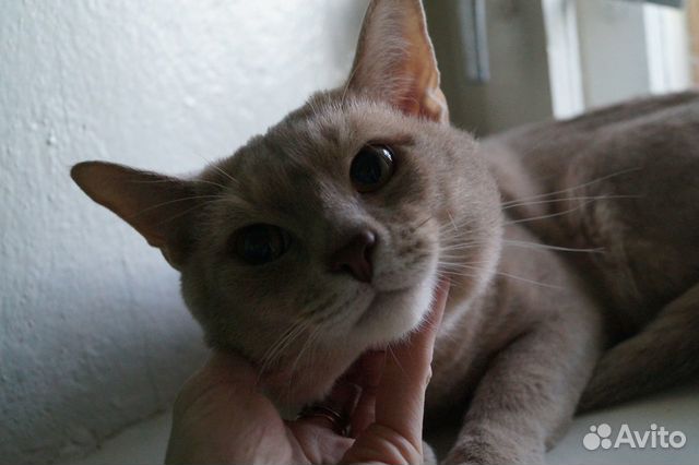 Взрослый абиссинский кот