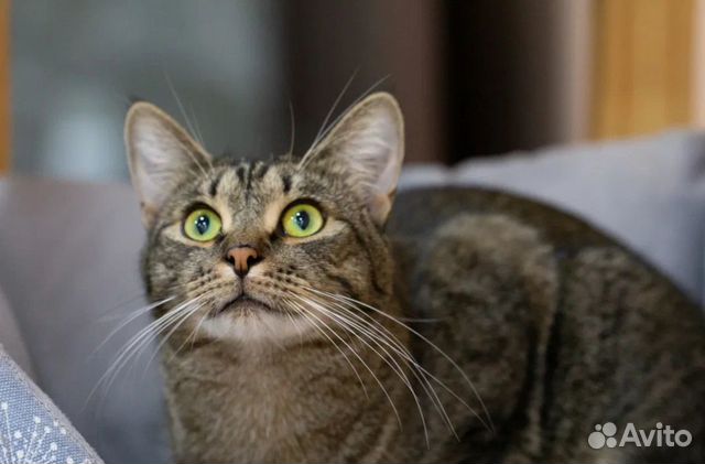 Котик-шпротик Тигрюша ждёт вас в котьем шоуруме