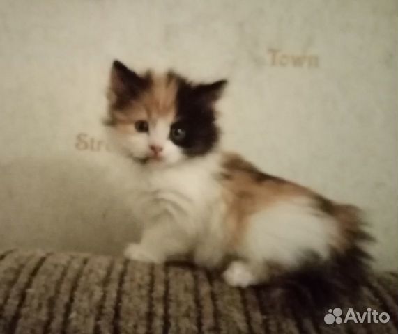 Котята-путешественники в добрые руки