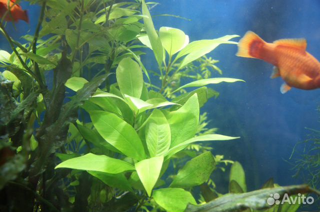 Аквариумные растения